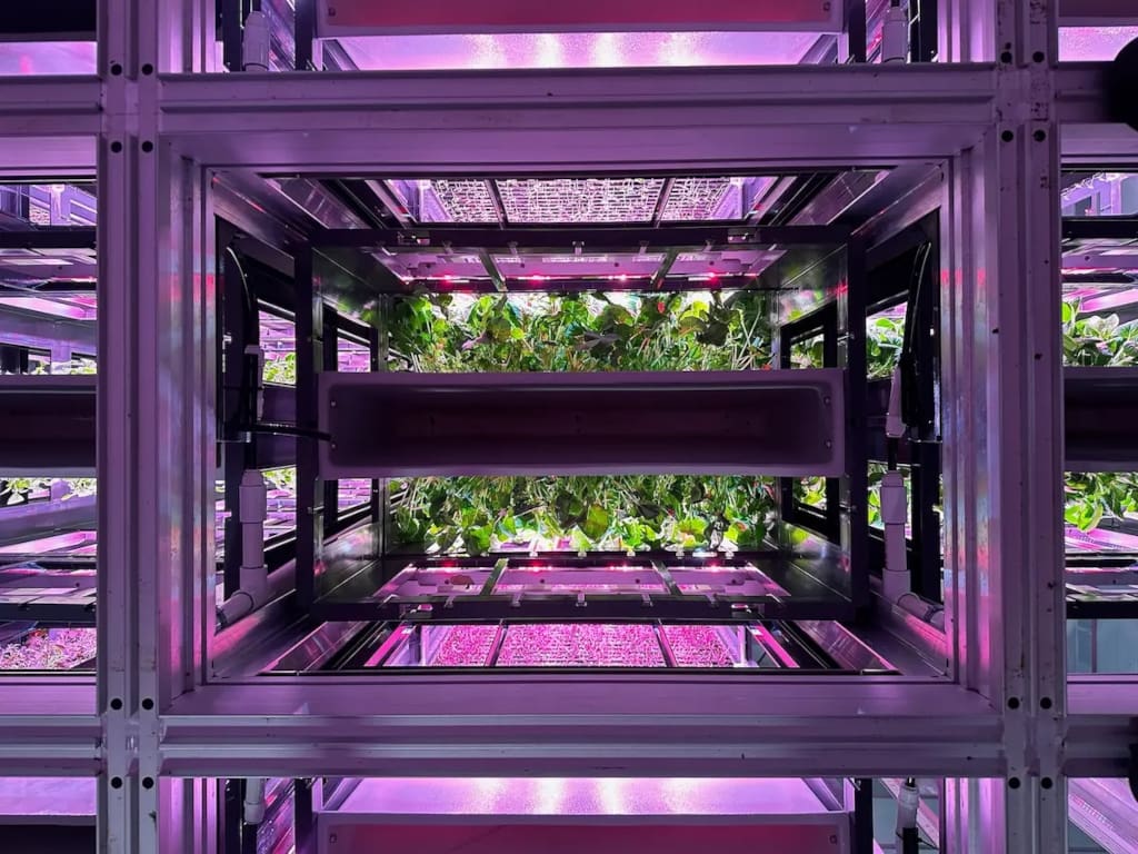 Amazon Whole Foods pilots fully automated vertical farming with Auto ...